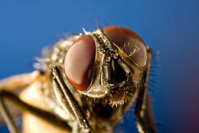 #413: Are There Dead Flies in The Perfume of Your Leadership?